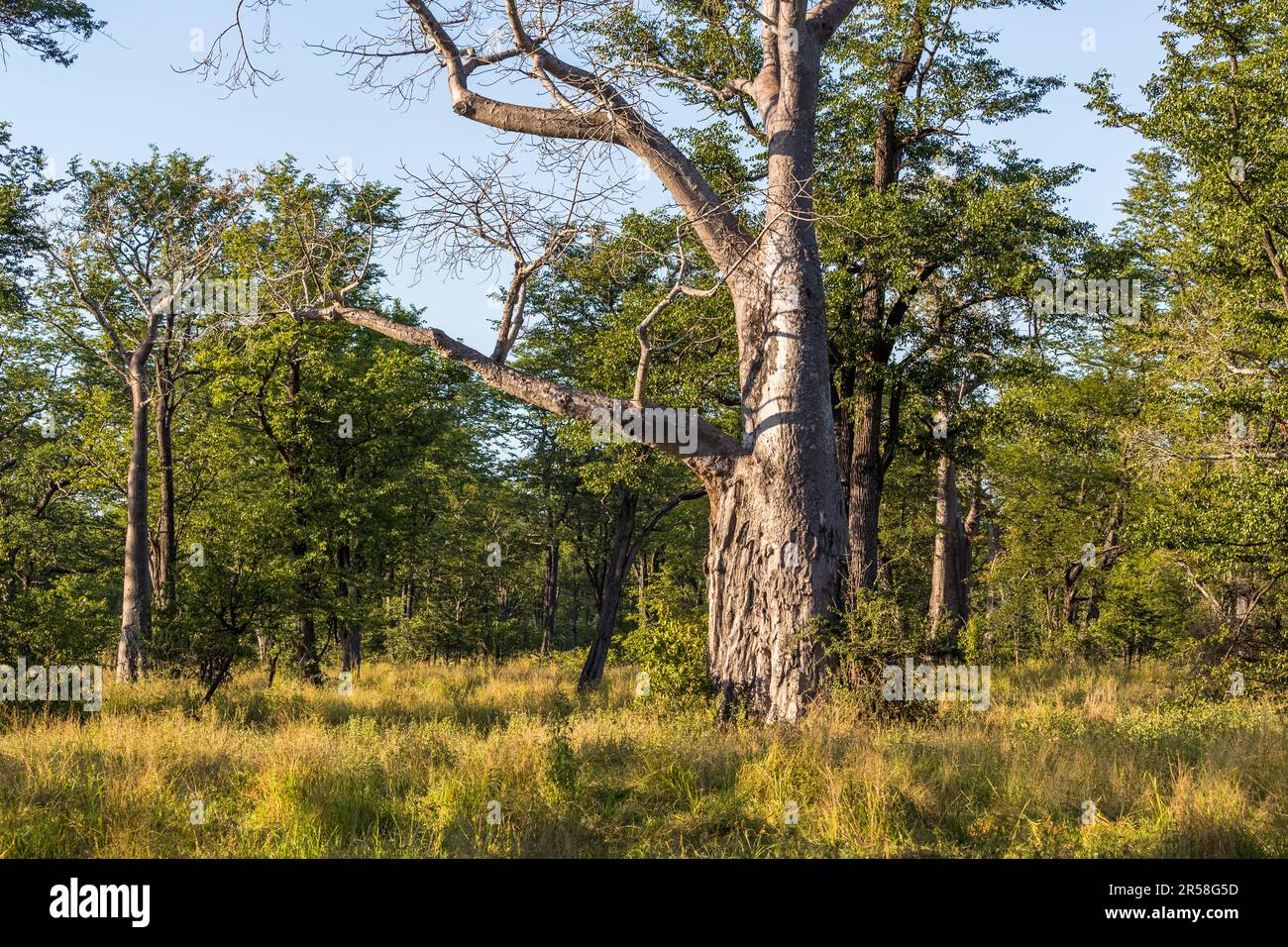 Baobab-Baum im Liwonde-Nationalpark. Der Baum speichert viel Wasser im ...