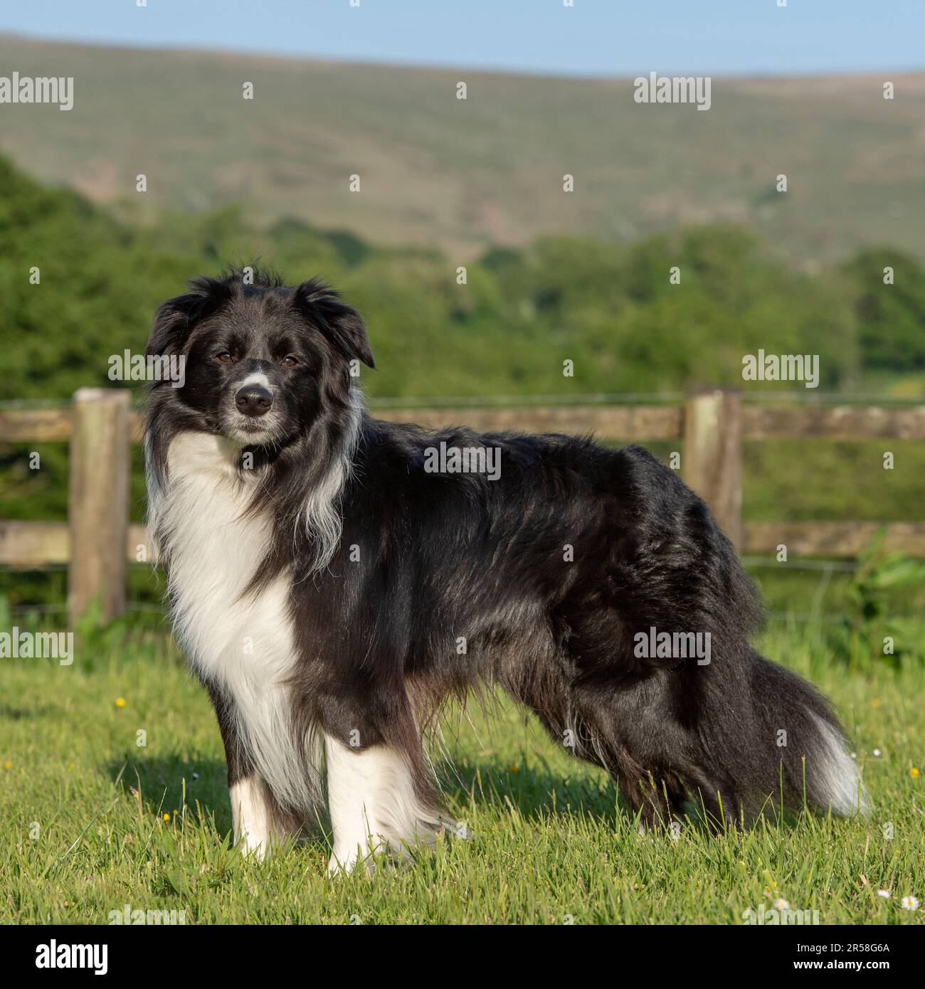 Perfil de border collie -Fotos und -Bildmaterial in hoher Auflösung – Alamy
