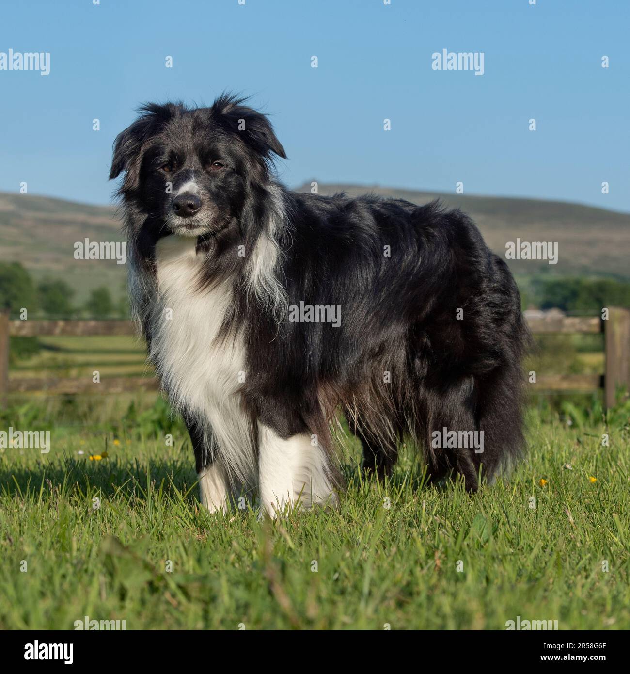 Perfil de border collie -Fotos und -Bildmaterial in hoher Auflösung – Alamy