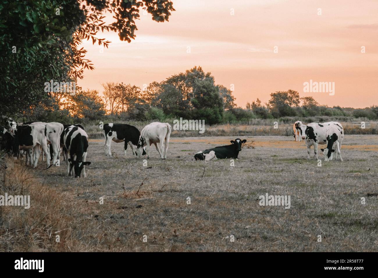 Schwarz-weiße Kühe auf der Weide. Holstein Friesian Rinder. Milchkühe ... Schwarz-weiße Kühe auf der Weide. Holstein Friesian Rinder. Milchkühe ...