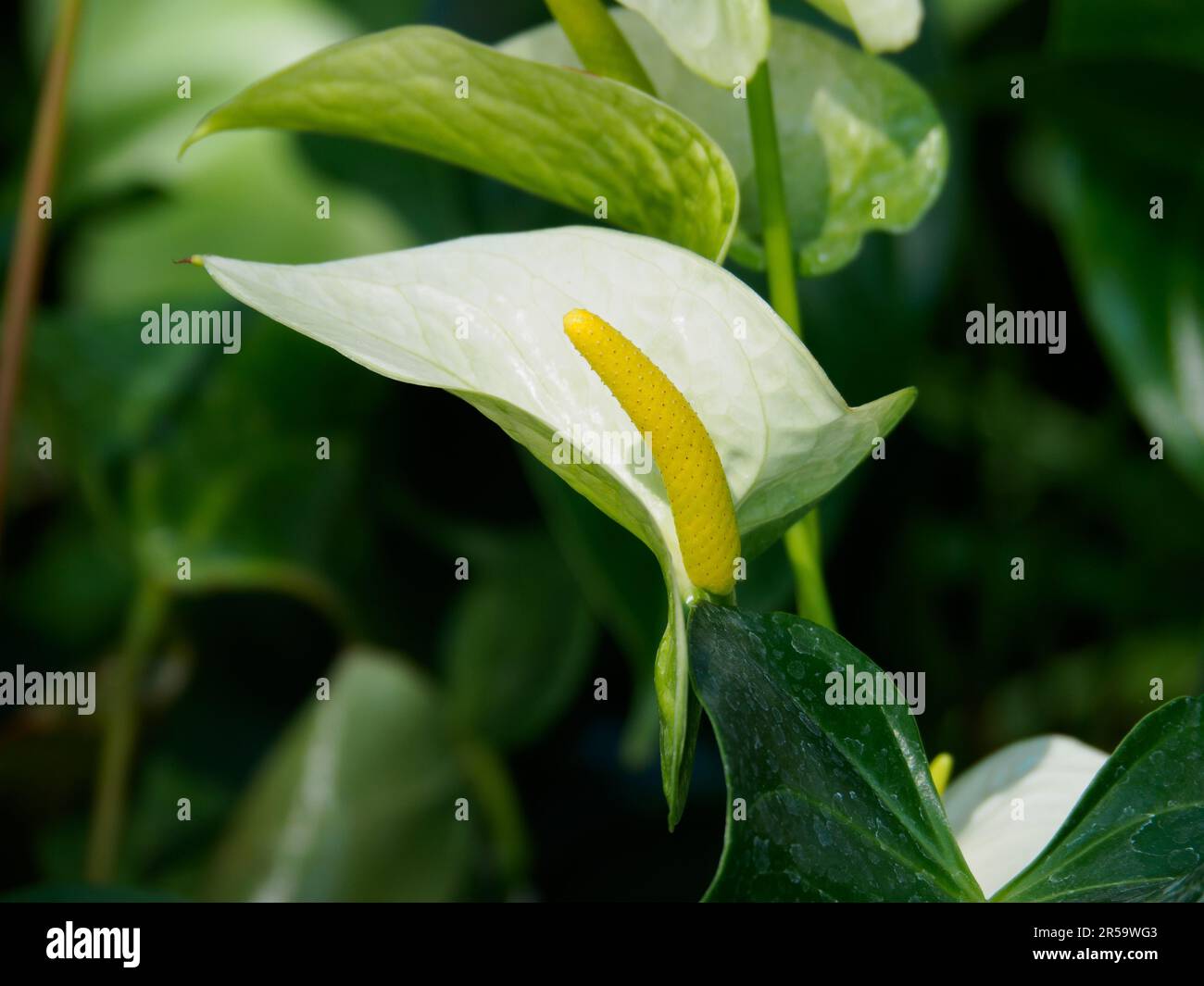 Gelber spadix die blume -Fotos und -Bildmaterial in hoher Auflösung – Alamy