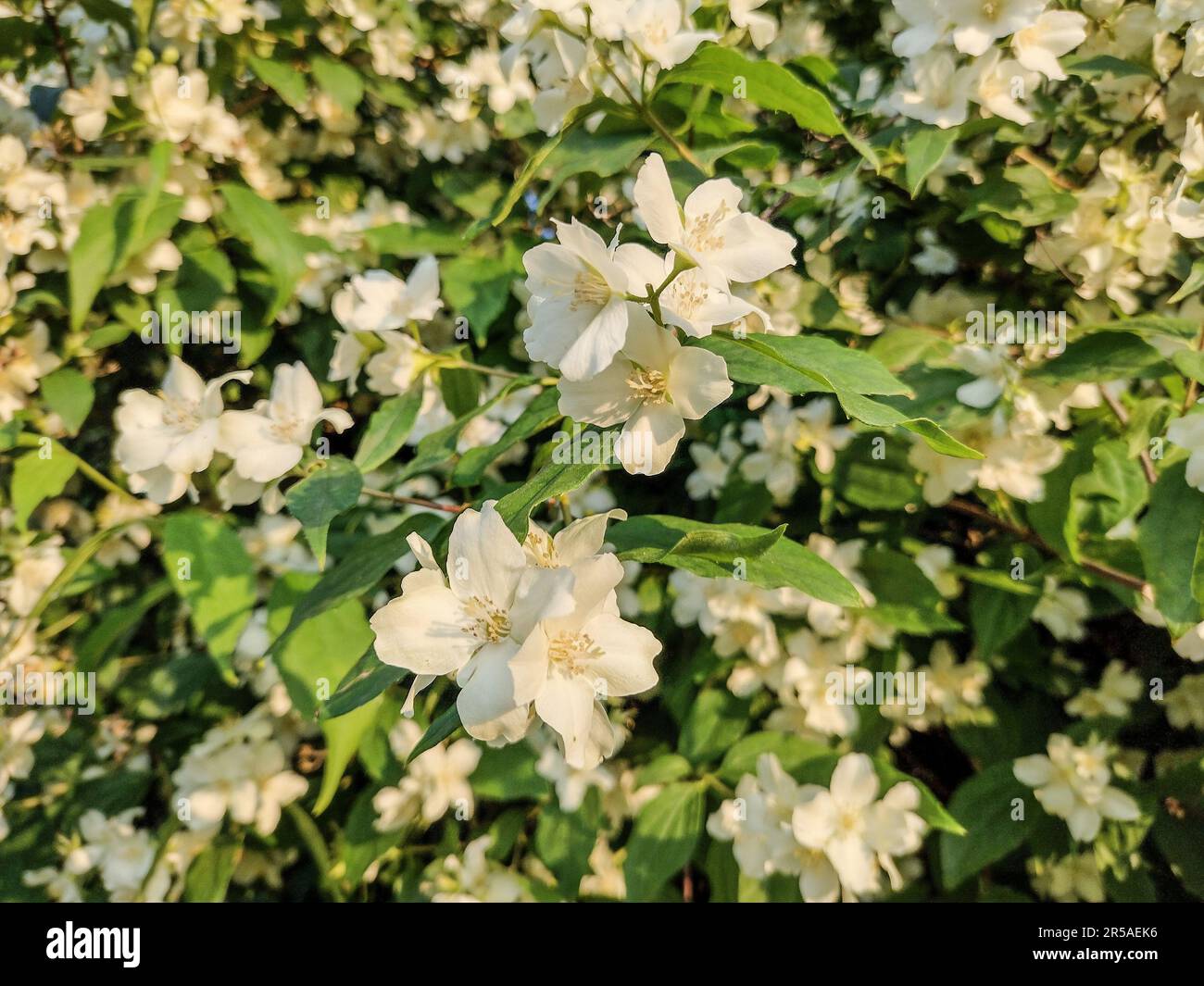 Philadelphus pubescens -Fotos und -Bildmaterial in hoher Auflösung – Alamy