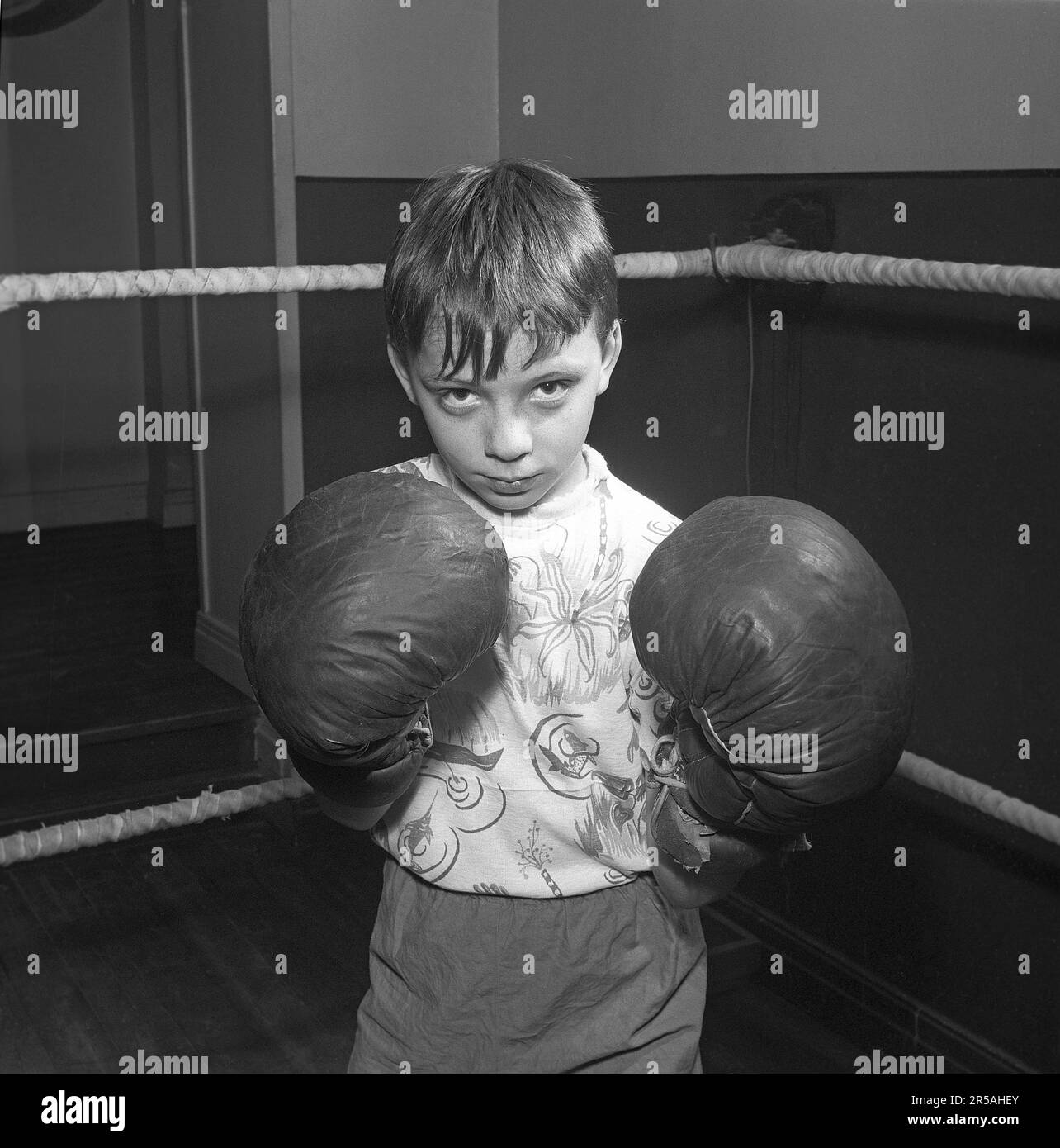 Tiger boxer -Fotos und -Bildmaterial in hoher Auflösung – Alamy