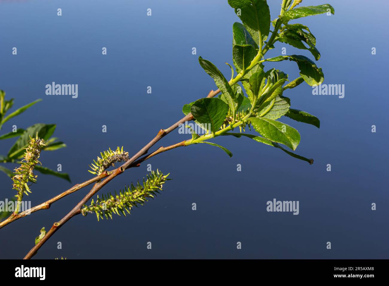 Blumen von Salix viminalis an sonnigen Tagen. Blüte der Korbweide im ...