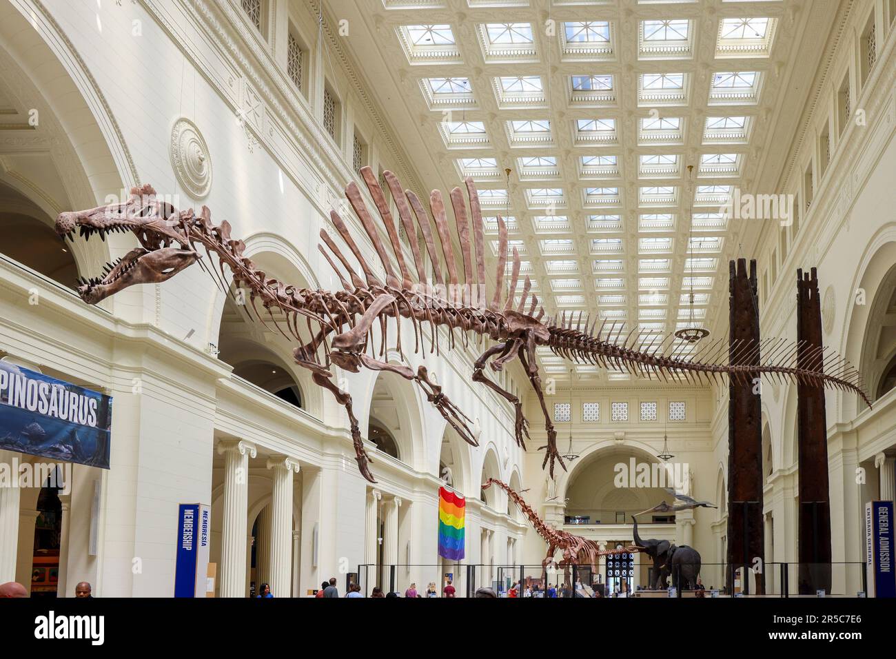 The 46 foot long cast of a Spinosaurus suspended high above the Field ...