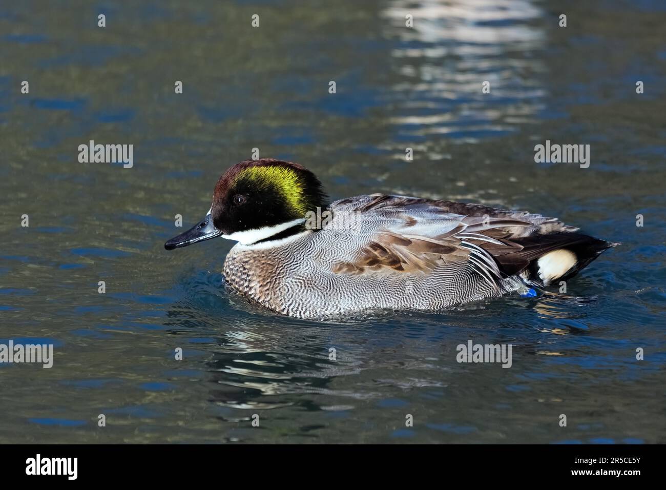 Anas falcata -Fotos und -Bildmaterial in hoher Auflösung – Alamy