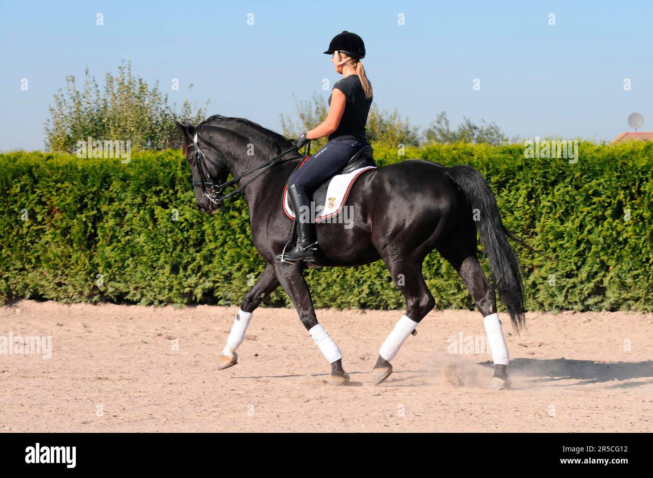 Reiter und westfisches Warmblut, schwarzes Pferd, Dressurtraining ...