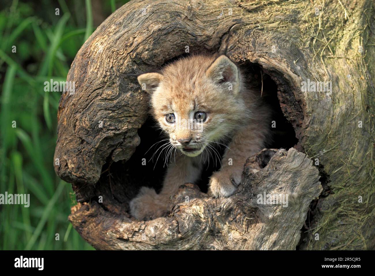 Kanadischer Luchs, Junges, 8 Wochen (Luchs-Luchs-canadensis) (Felis ...
