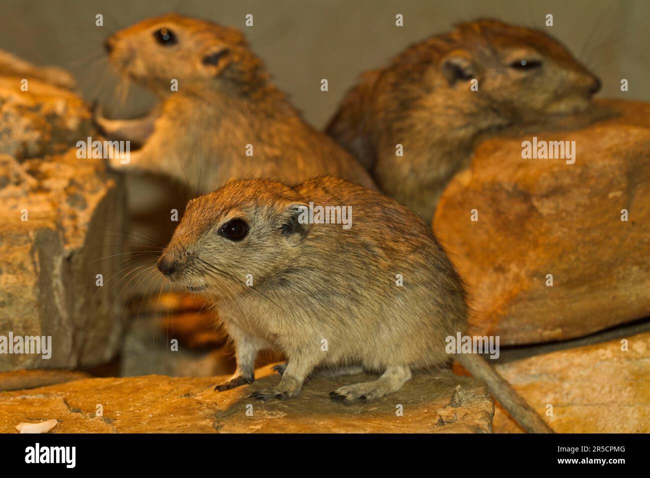 Fette sandratte -Fotos und -Bildmaterial in hoher Auflösung – Alamy