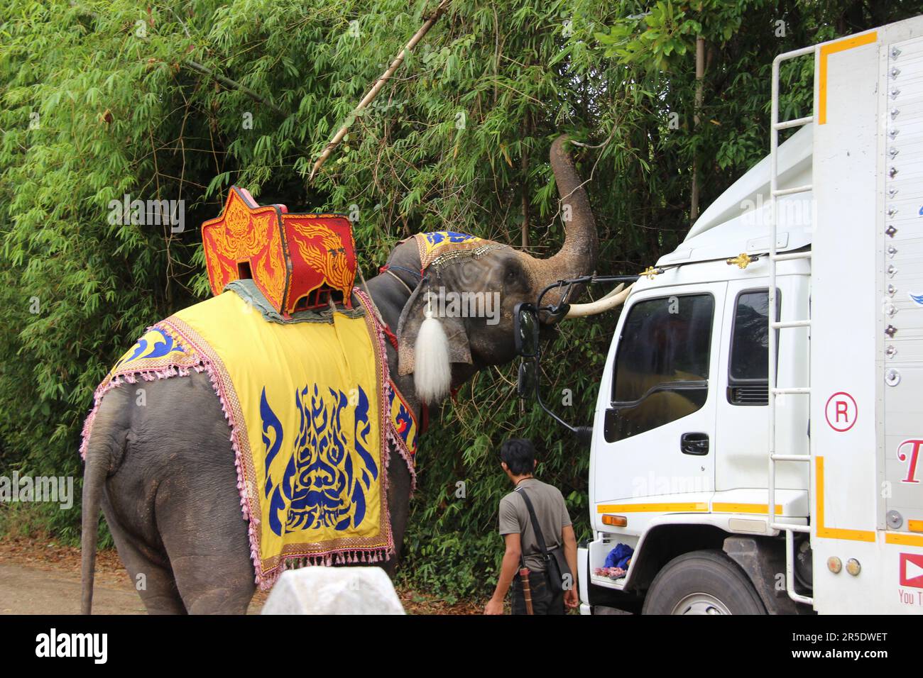 Prozession der elefanten -Fotos und -Bildmaterial in hoher Auflösung ...