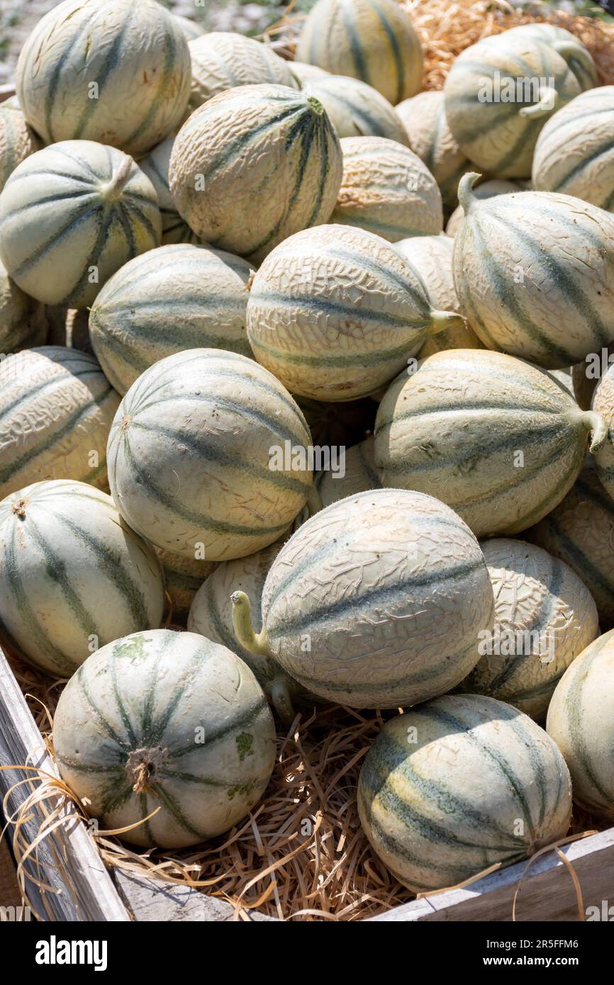 Melonen aus Cavaillon, reife Runde charentais Honig melone Melonen auf ...
