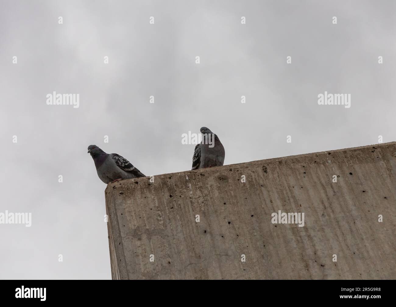 Nervige tauben -Fotos und -Bildmaterial in hoher Auflösung – Alamy