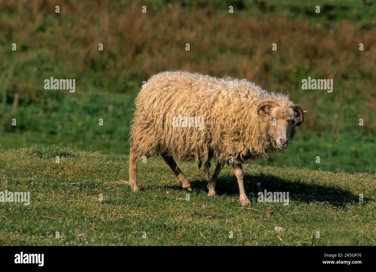 Ostpreussische skudde -Fotos und -Bildmaterial in hoher Auflösung – Alamy