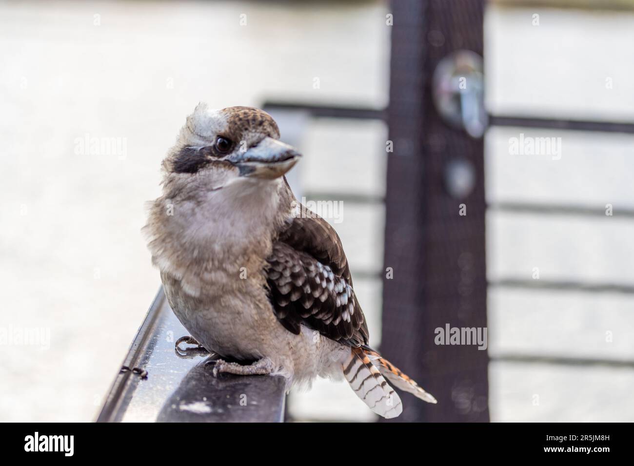 Australische greifvögel -Fotos und -Bildmaterial in hoher Auflösung – Alamy