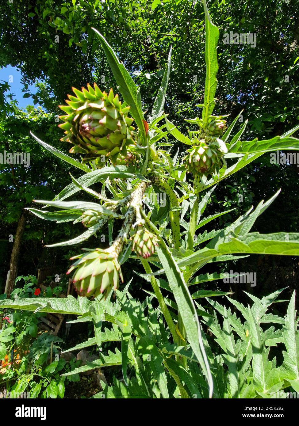 Kleine kardenblume -Fotos und -Bildmaterial in hoher Auflösung – Alamy