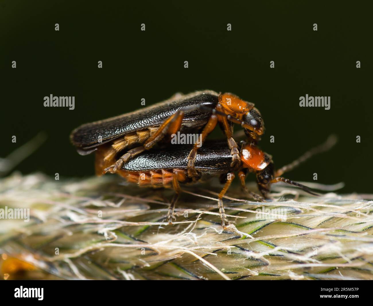 Rendezvous der natur -Fotos und -Bildmaterial in hoher Auflösung – Alamy