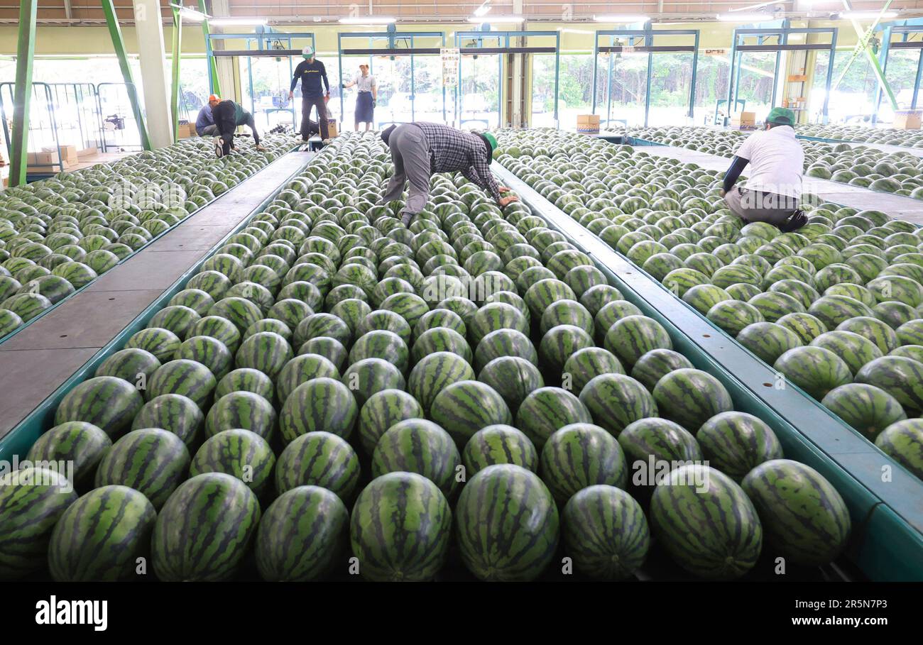 Watermelons are lined up at a fruit sorting facility in Hokuei Town ...