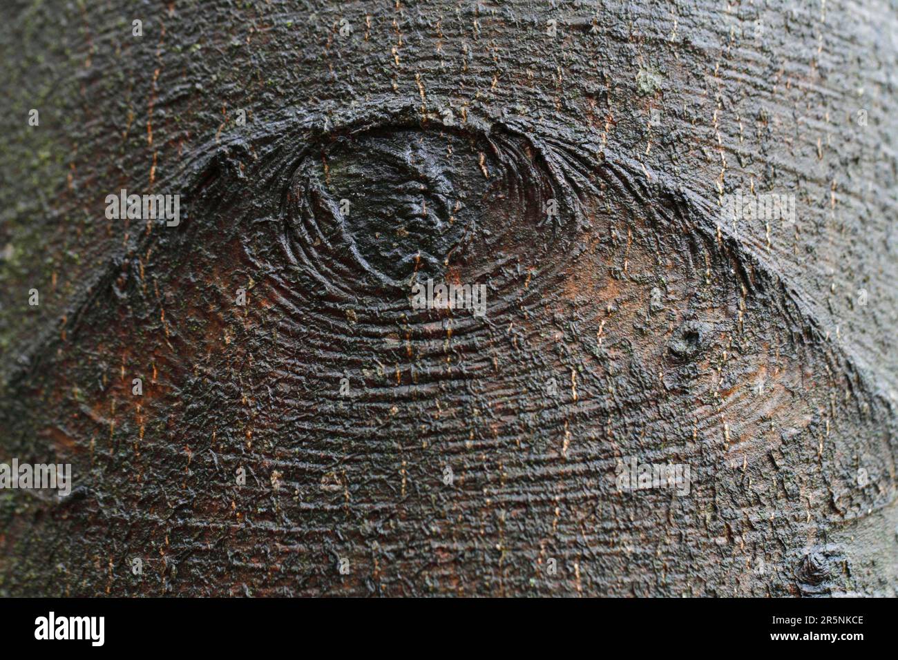 Buche rinde -Fotos und -Bildmaterial in hoher Auflösung – Alamy