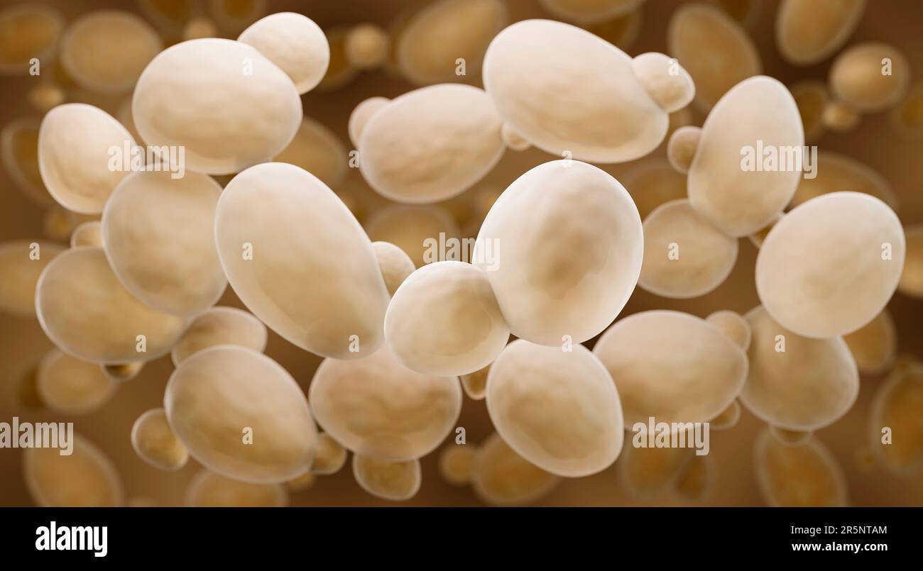 Hefe knospung -Fotos und -Bildmaterial in hoher Auflösung – Alamy