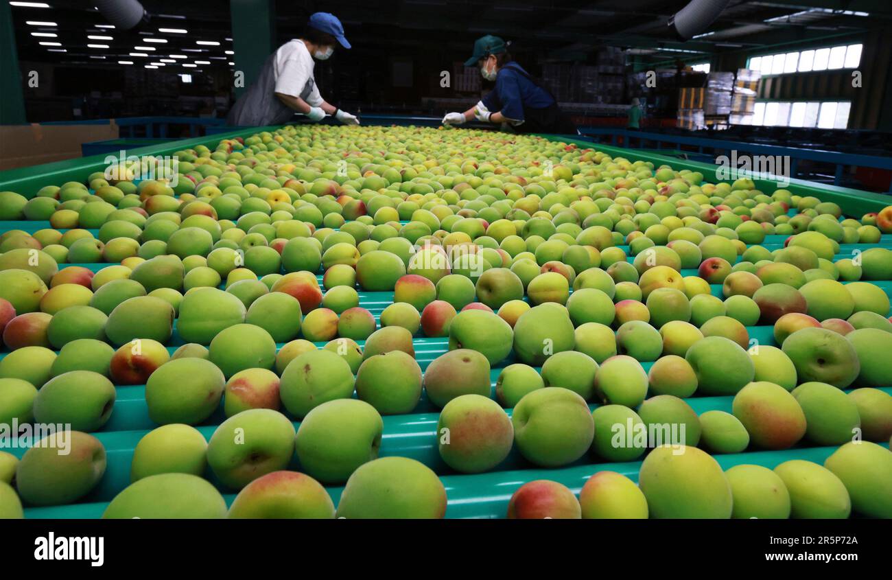 Farmers sort out the Nanko Plum brand to ship in Tanabe, Wakayama ...