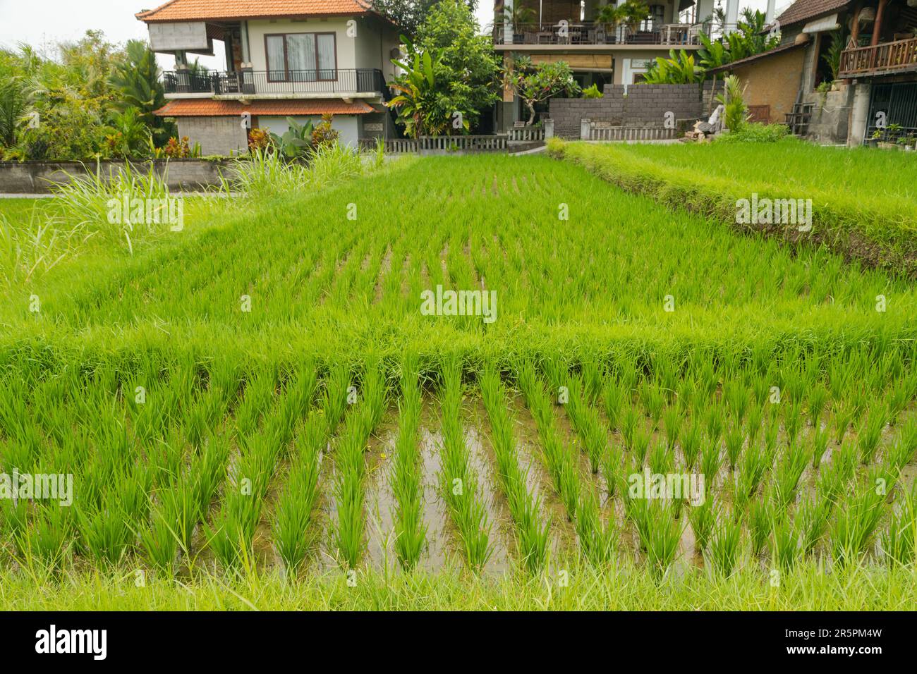Reisterrassen, Campuhan Ridge Walk, Bali, Indonesien, Pfad auf dem ...