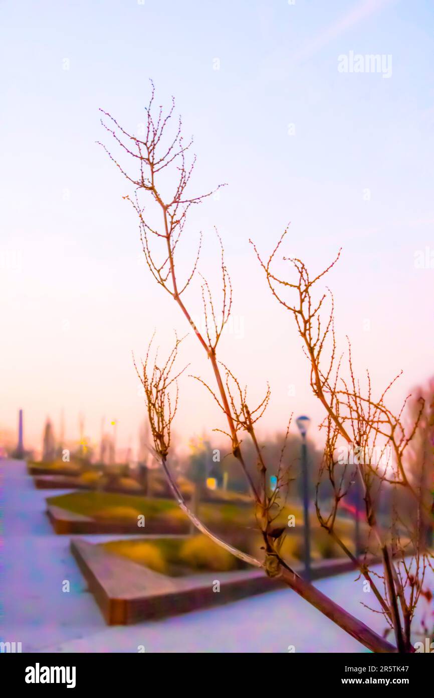 Trockene äste -Fotos und -Bildmaterial in hoher Auflösung – Alamy