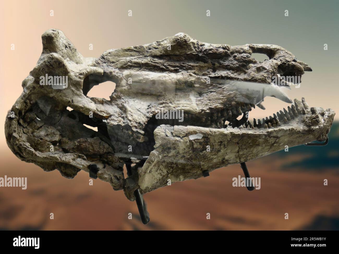 Estemmenosaurus uralansis ist eine Art der Dicynodont-Therapie, die in ...