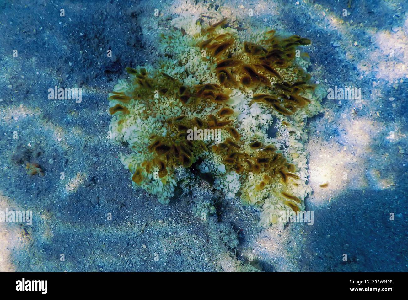Cassiopea andromeda -Fotos und -Bildmaterial in hoher Auflösung – Alamy
