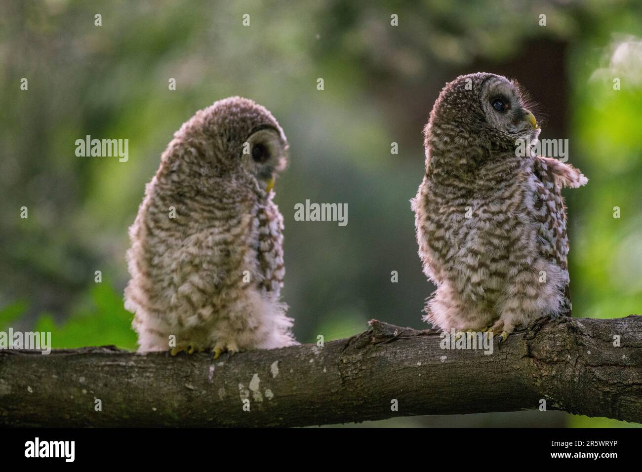Barred owls -Fotos und -Bildmaterial in hoher Auflösung – Alamy