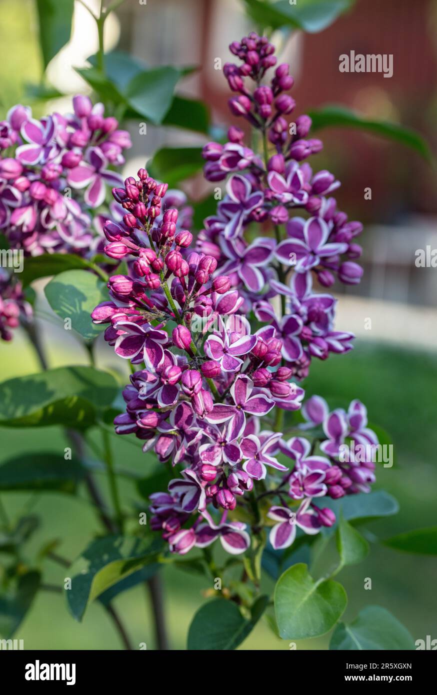 Syringa sensation -Fotos und -Bildmaterial in hoher Auflösung – Alamy