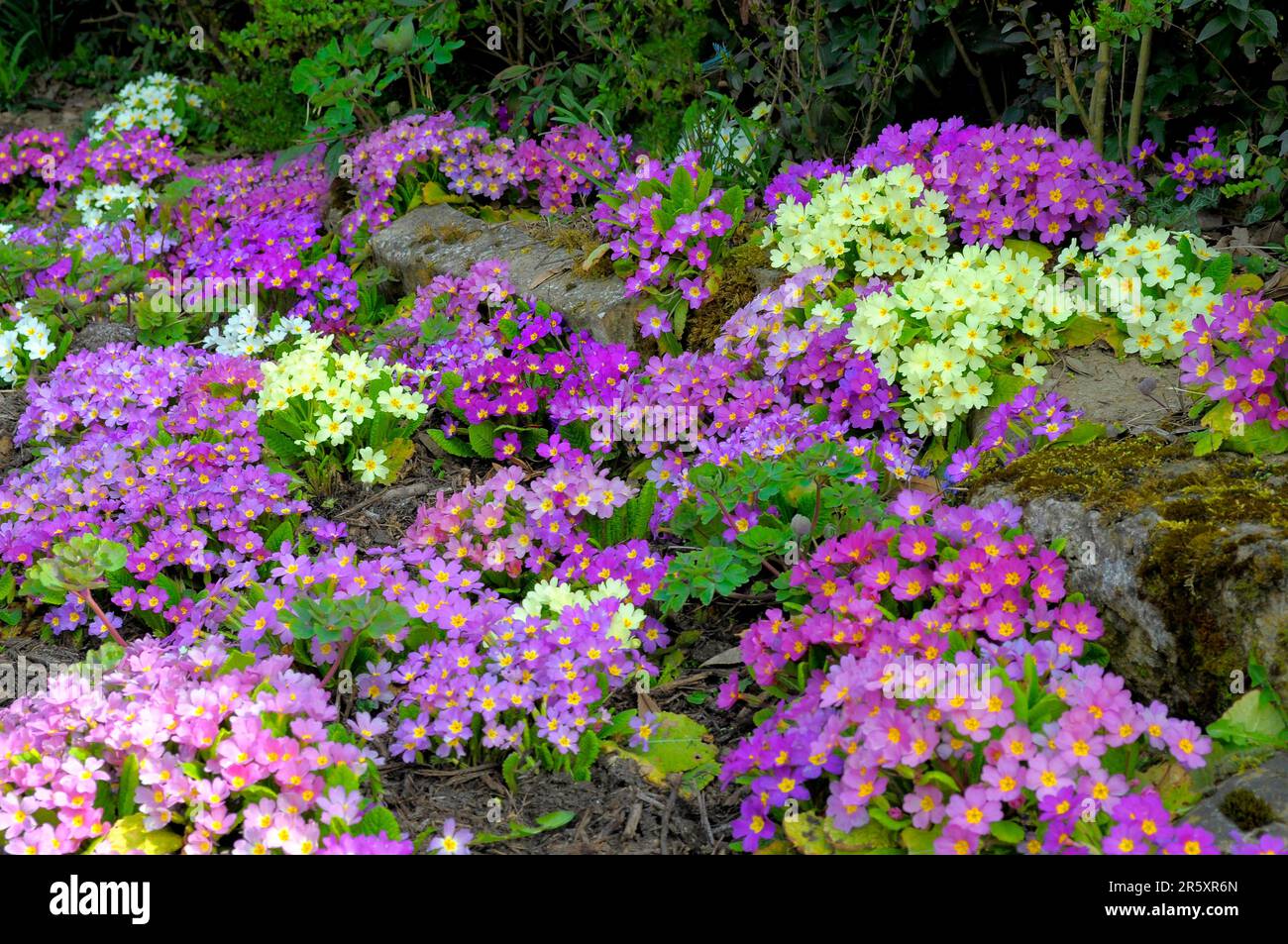 Primula japonica and garden -Fotos und -Bildmaterial in hoher Auflösung ...