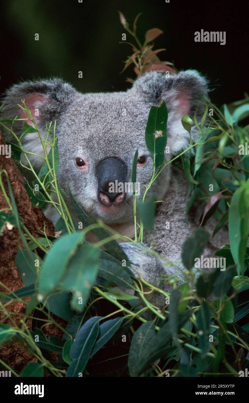 Koala figur -Fotos und -Bildmaterial in hoher Auflösung – Alamy