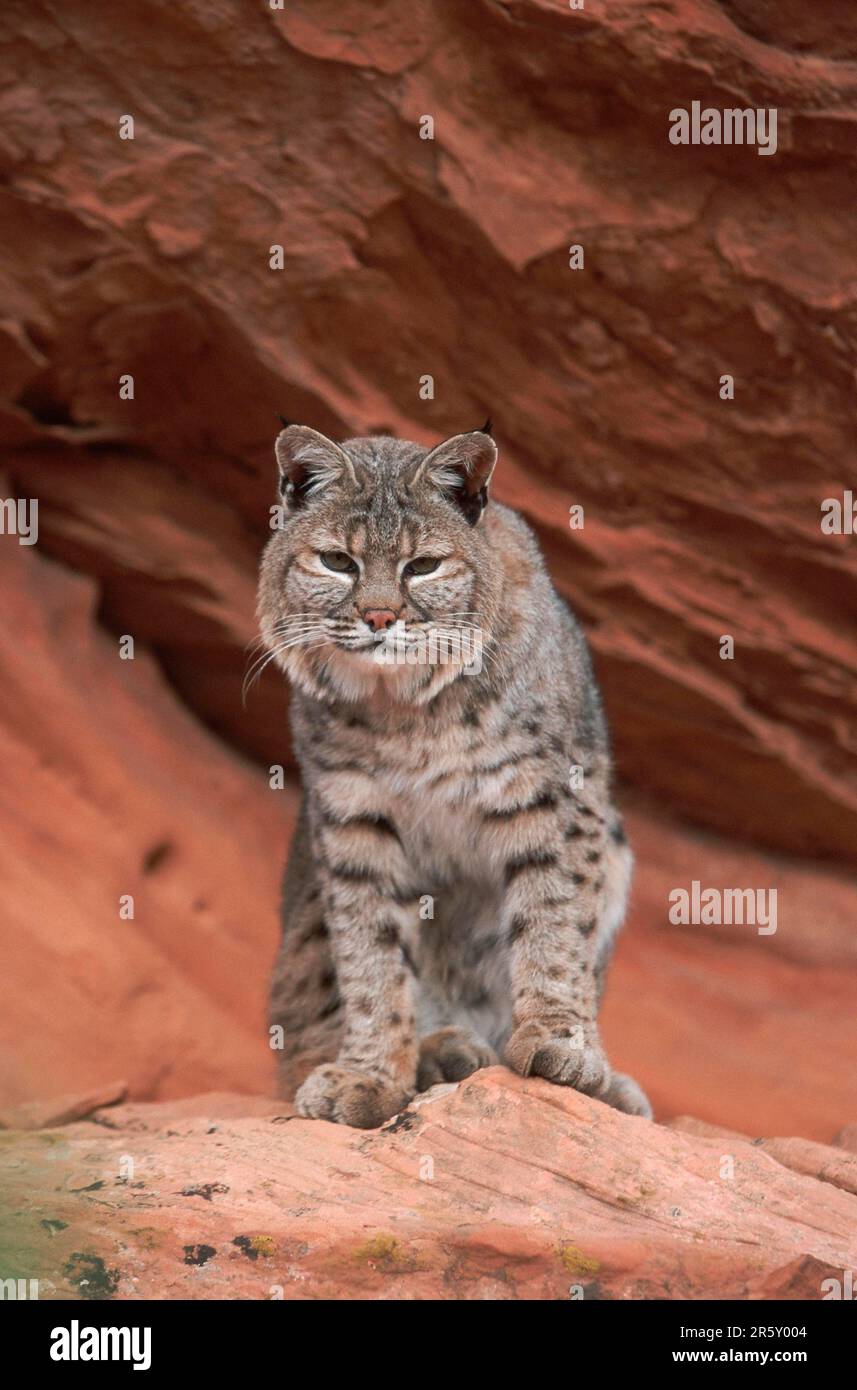 Amerikanischer rotluchs -Fotos und -Bildmaterial in hoher Auflösung – Alamy
