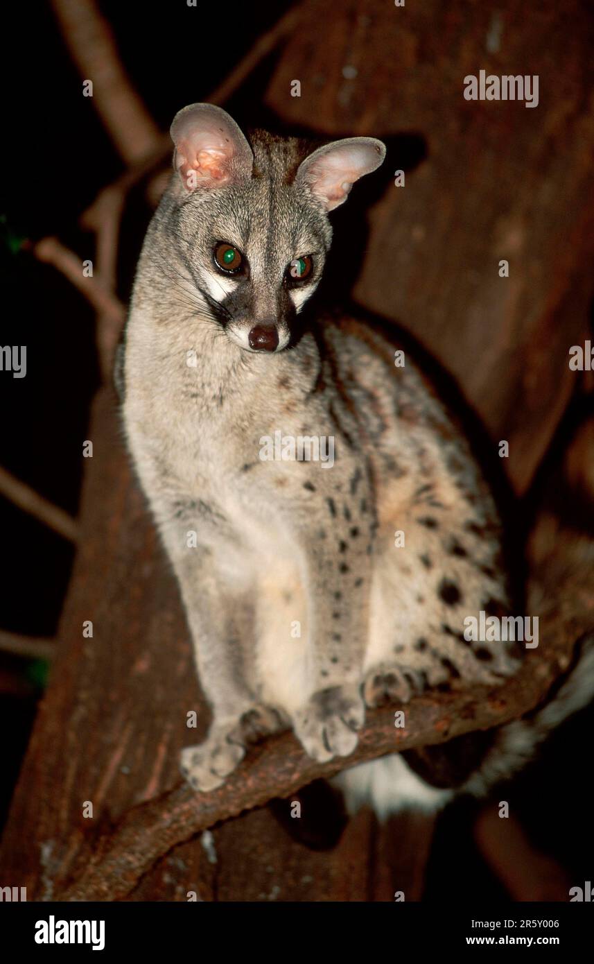 Gemeinsame genet genetta genetta -Fotos und -Bildmaterial in hoher ...