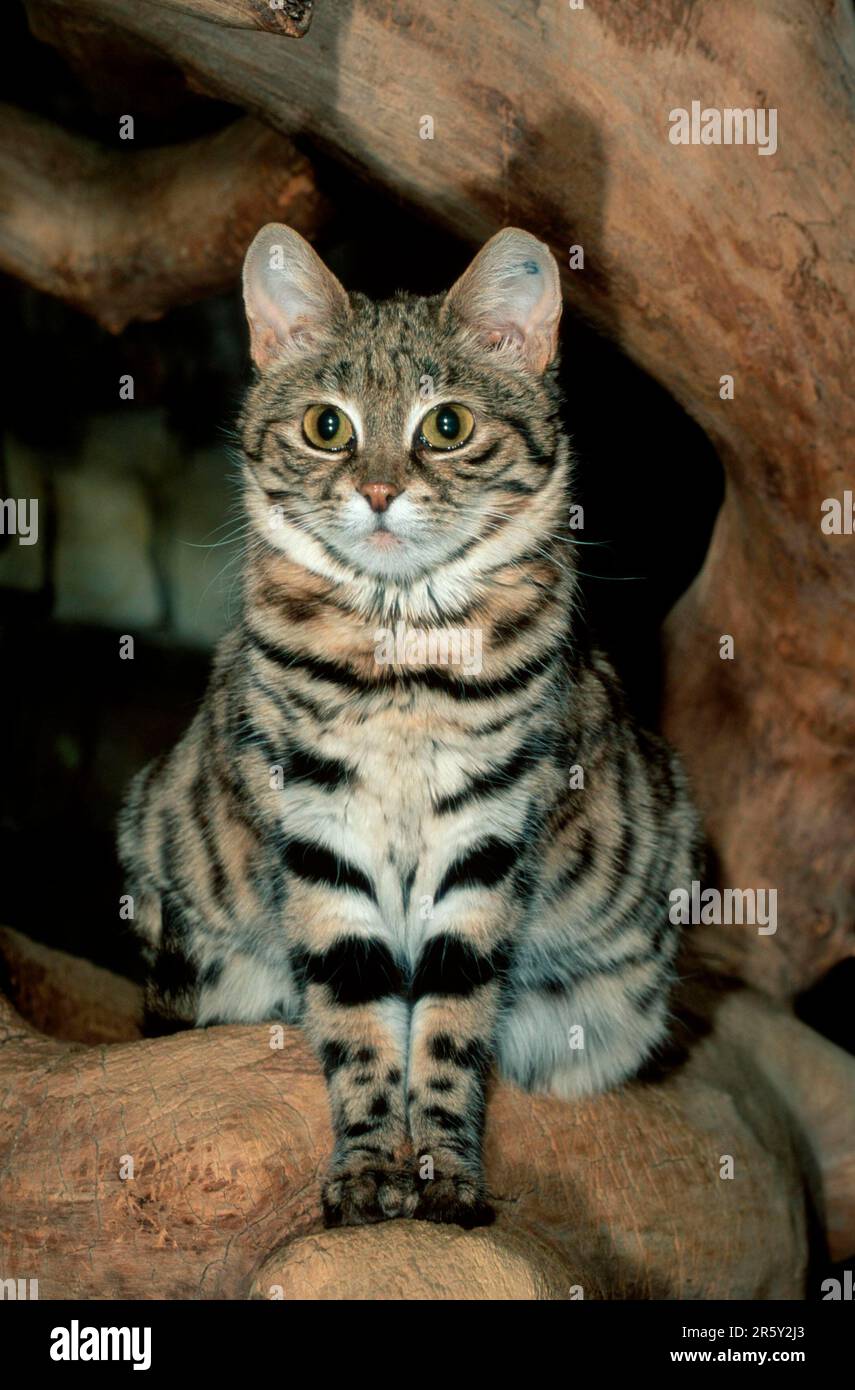 Felis nigripes -Fotos und -Bildmaterial in hoher Auflösung – Alamy