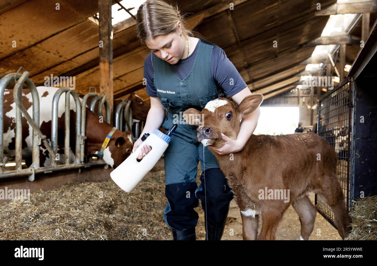 Bäuerin beim melken -Fotos und -Bildmaterial in hoher Auflösung – Alamy