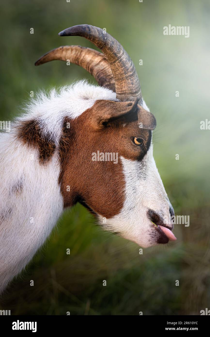 Geiss tier zunge -Fotos und -Bildmaterial in hoher Auflösung – Alamy