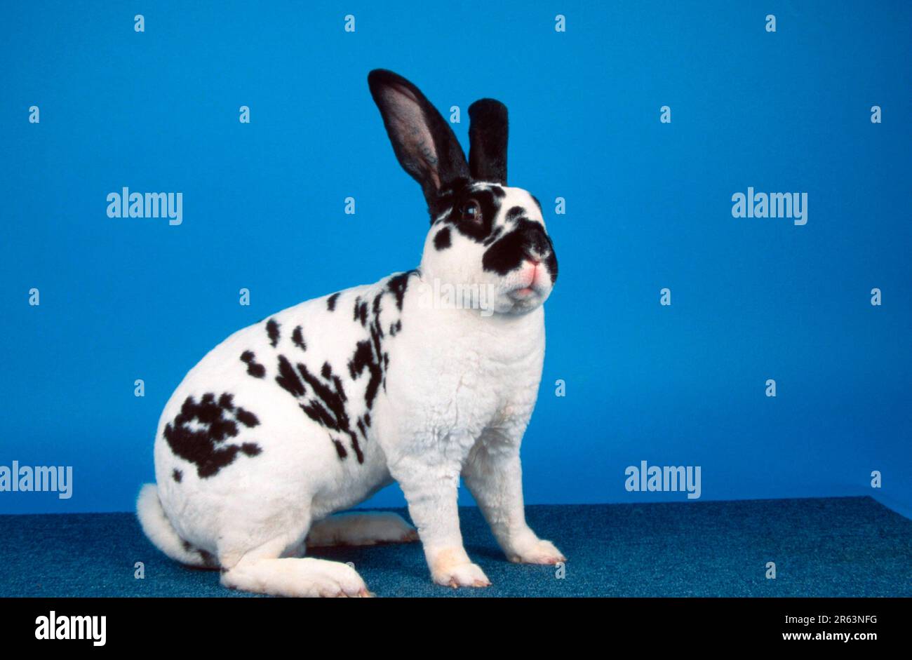 Studio das rex foto -Fotos und -Bildmaterial in hoher Auflösung – Alamy