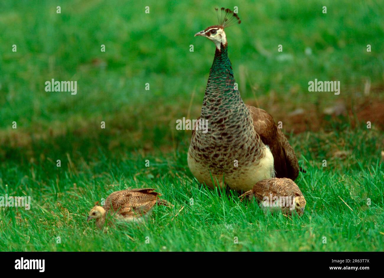 Pfau weiblich -Fotos und -Bildmaterial in hoher Auflösung – Alamy