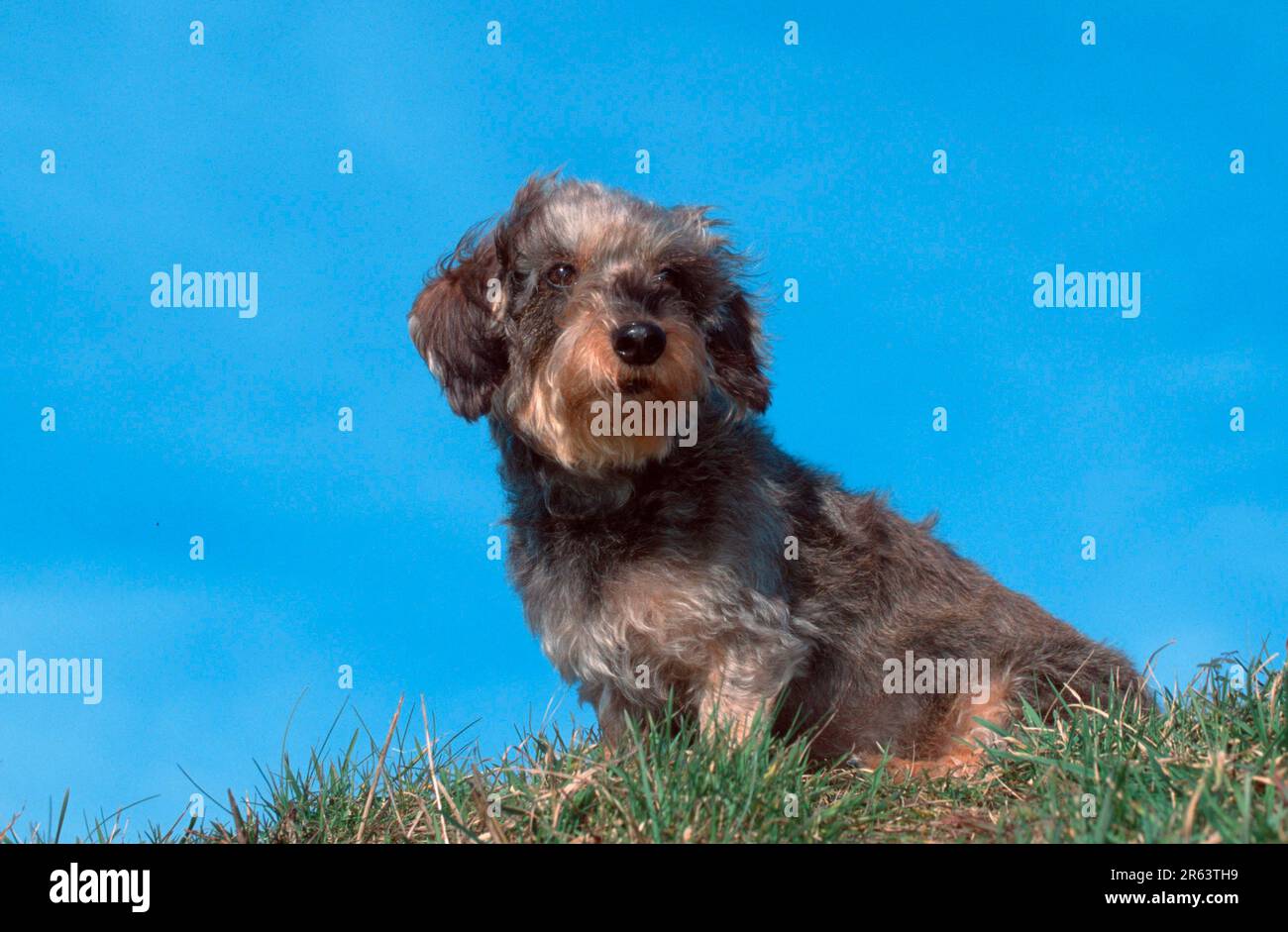 Drahthaar dackel -Fotos und -Bildmaterial in hoher Auflösung – Alamy