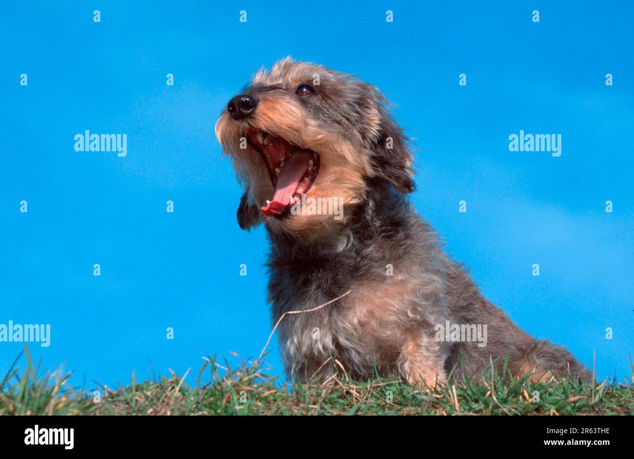 Drahthaar dackel -Fotos und -Bildmaterial in hoher Auflösung – Alamy