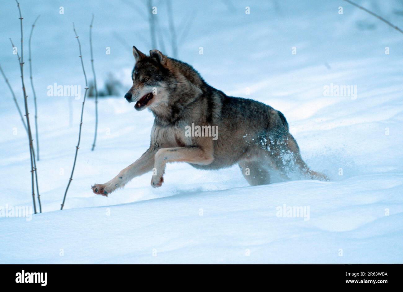 Wolf fart -Fotos und -Bildmaterial in hoher Auflösung – Alamy