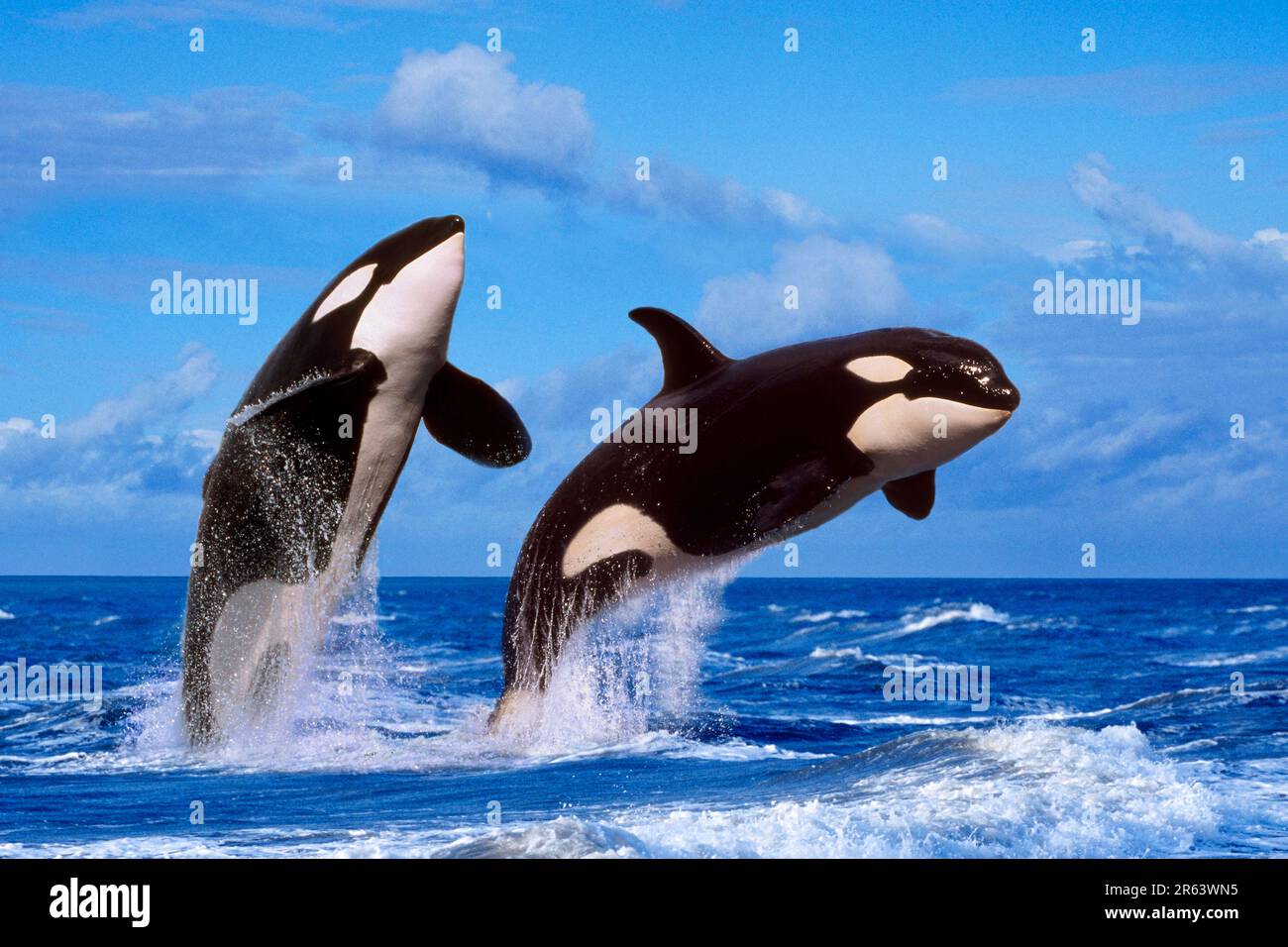 Orca whale couple -Fotos und -Bildmaterial in hoher Auflösung – Alamy