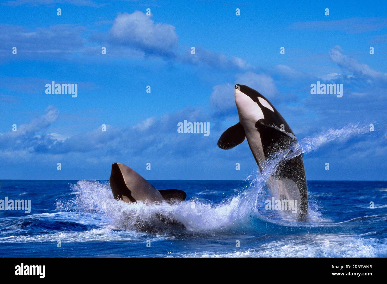 Orca whale couple -Fotos und -Bildmaterial in hoher Auflösung – Alamy