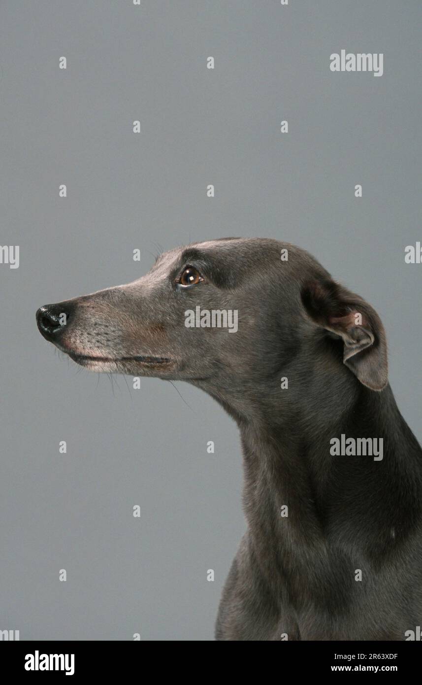 Whippet profile -Fotos und -Bildmaterial in hoher Auflösung – Alamy