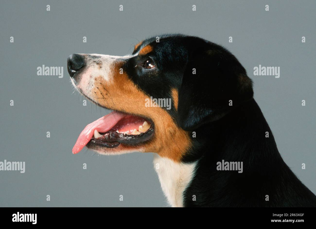 Hund seite profil -Fotos und -Bildmaterial in hoher Auflösung – Alamy