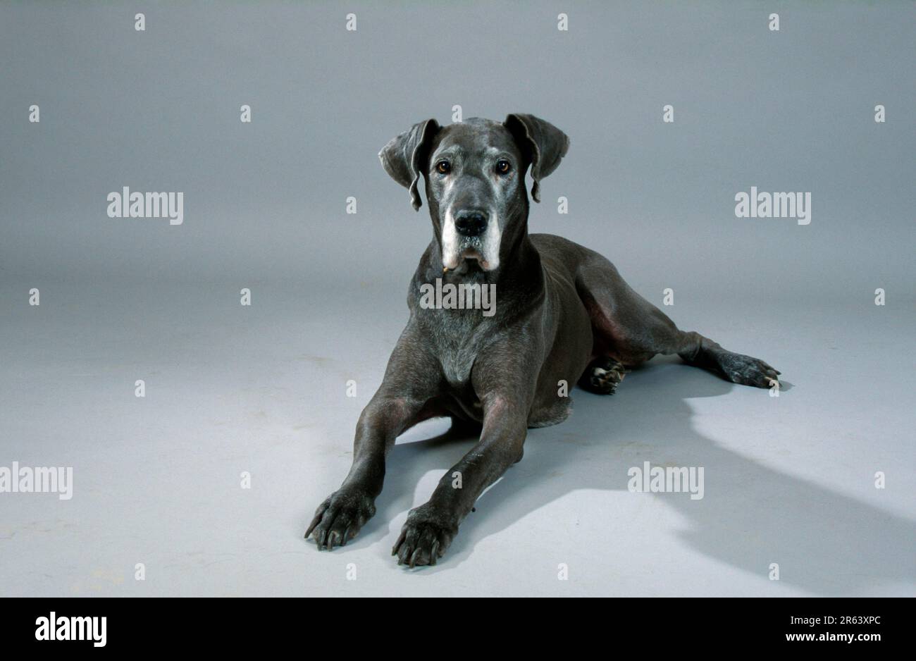 Blue great dane -Fotos und -Bildmaterial in hoher Auflösung – Alamy