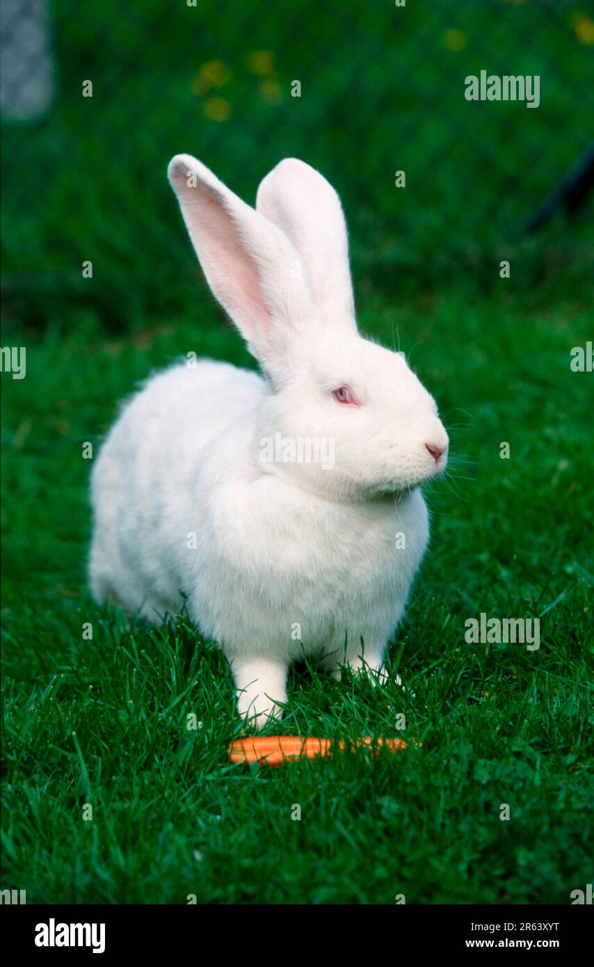 Deutscher riese kaninchen -Fotos und -Bildmaterial in hoher Auflösung ...