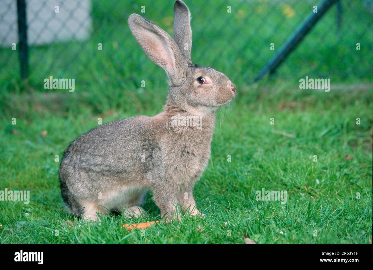 Deutscher riese kaninchen -Fotos und -Bildmaterial in hoher Auflösung ...