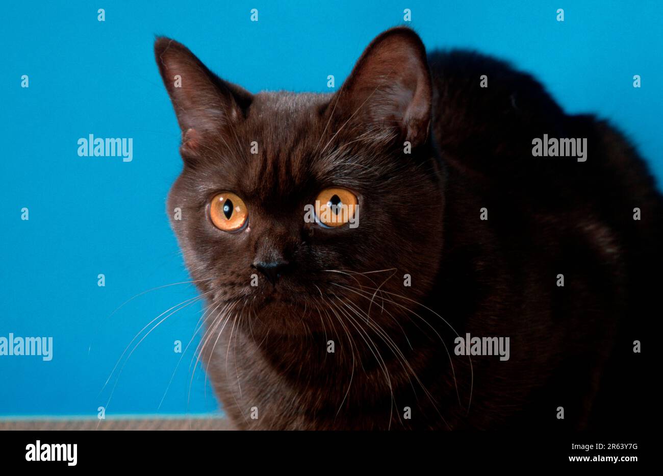 Cioccolato British Shorthair British Shorthair Cat Chocolate 2025